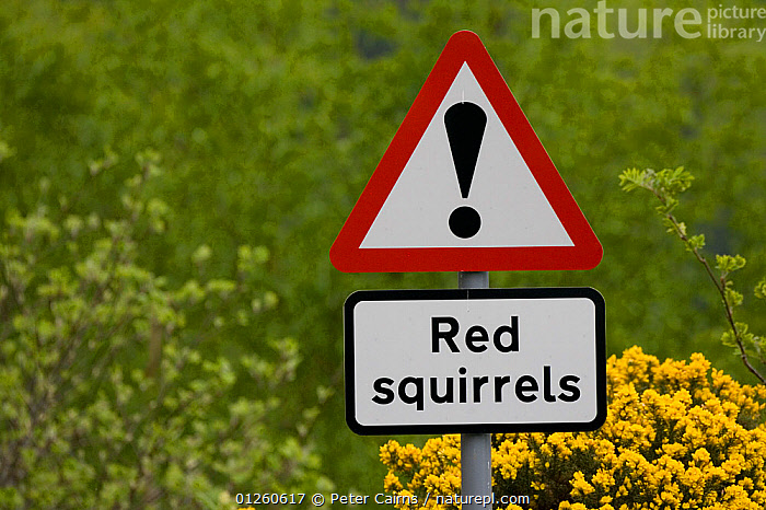 Stock photo of Sign warning of Red squirrels crossing road, Scotland ...