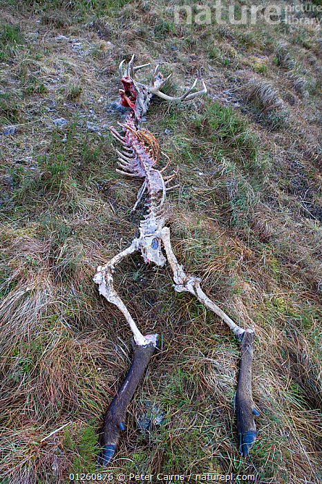 Stock photo of Remains of carcass of dead Red deer {Cervus elaphus ...