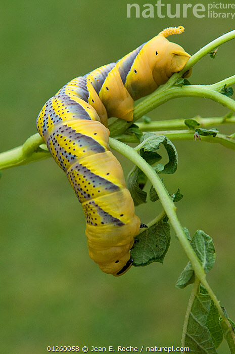 Stock photo of Caterpillar larva of Death's head hawkmoth {Acherontia ...