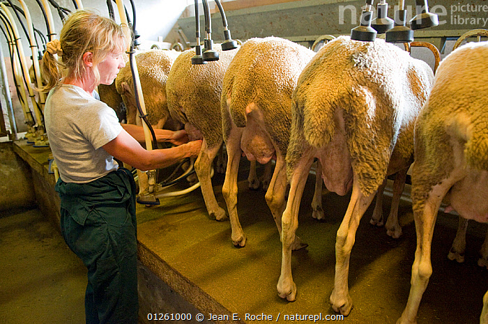 Stock photo of Lacaune sheep being milked for production of Roquefort ...