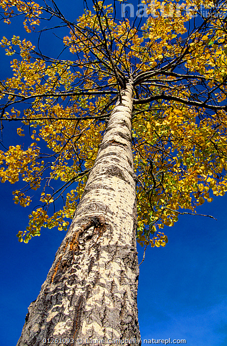 Stock photo of Looking up the trunk of an Aspen tree (Populus tremula ...