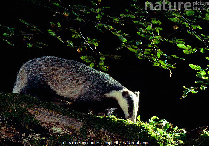 Stock photo of Badger (Meles meles) adult investigating log under beech ...