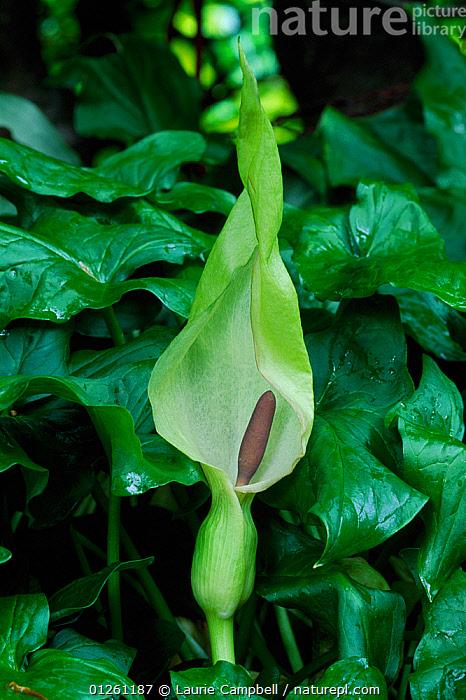 Stock photo of Lords and Ladies / Wild arum (Arum maculatum) flower ...