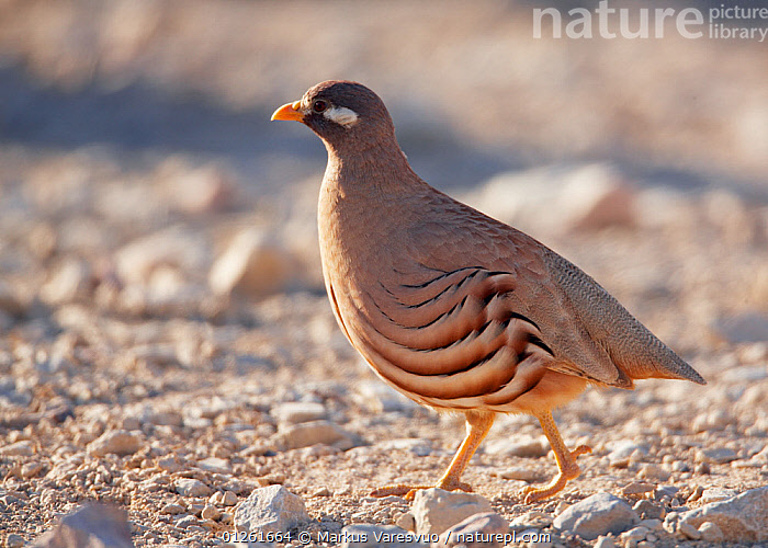 Stock photo of Sand Partridge (Ammoperdix heyi) Israel March 2009 ...