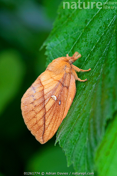 Stock photo of Drinker Moth {Euthrix potatoria} female, Devon, UK ...