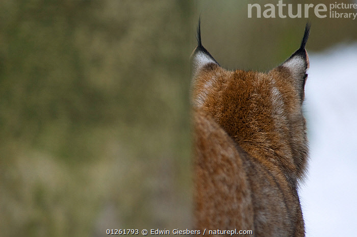 Stock photo of Rear view of Lynx (Lynx lynx) behind tree, captive ...