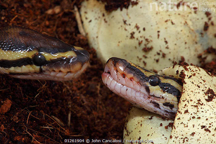 Stock photo of Ball Python (Python regius) Captive, juvenile snakes ...