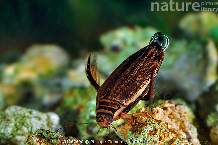 Stock photo of Lesser / Grooved diving beetle (Acilius sulcatus) with ...