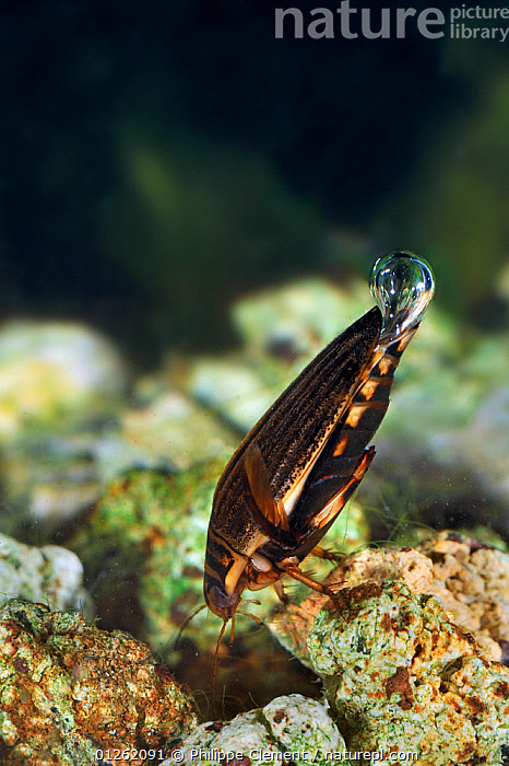 Stock photo of Lesser / Grooved diving beetle (Acilius sulcatus) with ...