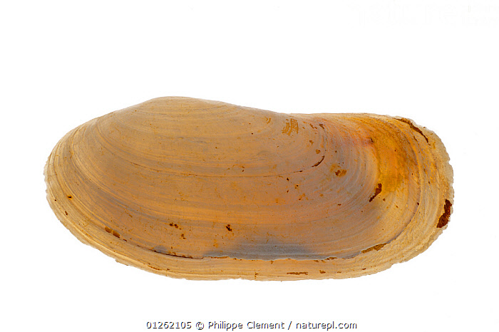 Stock photo of Oblong otter clam / Oblong otter-shell (Lutraria magna ...