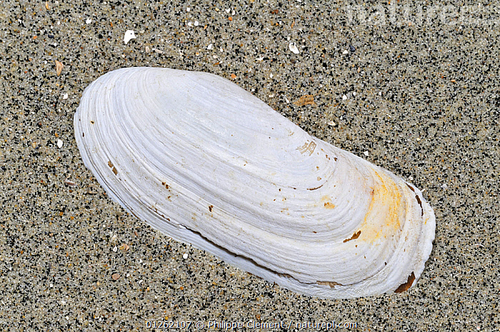 Stock photo of Oblong otter clam / Oblong otter-shell (Lutraria magna ...