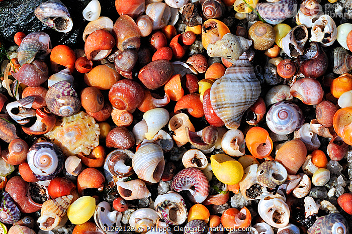 Stock photo of Sea snail shells on beach, Brittany, France. Available ...