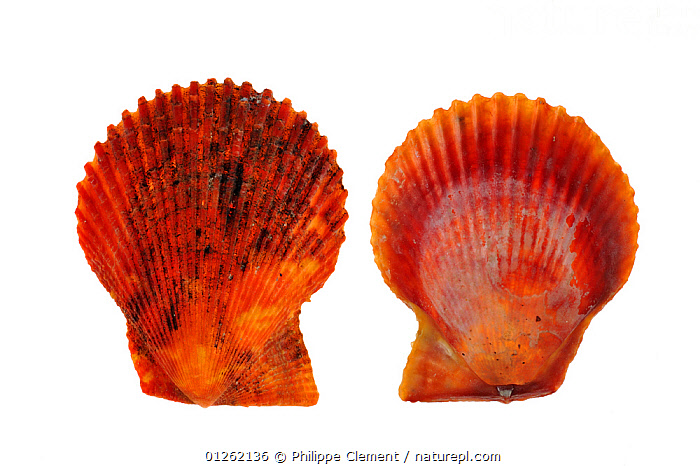 Stock photo of Variegated scallop (Chlamys / Mimachlamys varia) shells ...