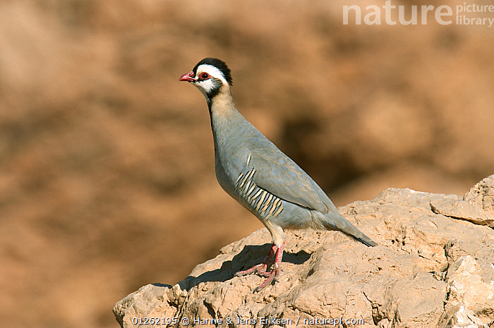 Stock photo of Arabian partridge {Alectoris melanocephala} perched on ...