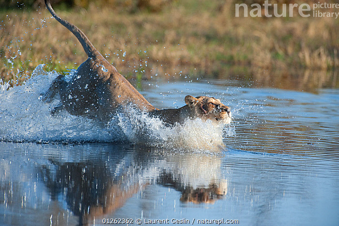 African Lion Jumping