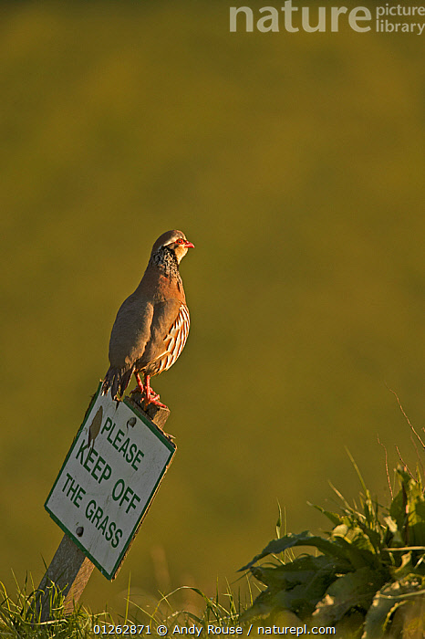 Stock photo of Red legged partridge (Alectoris rufa) perching on sign ...