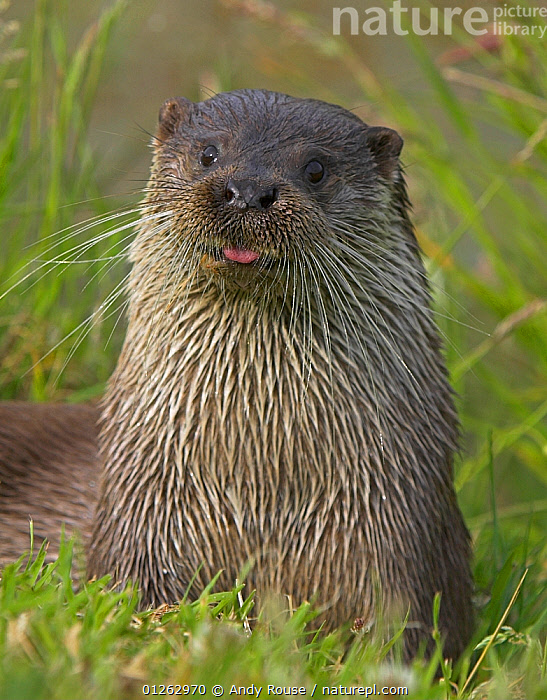 Stock photo of European otter (Lutra lutra) on riverbank, sticking out ...