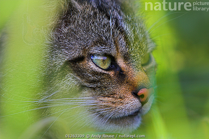 Stock photo of Scottish wild cat (Felis sylvestris) close-up of face ...