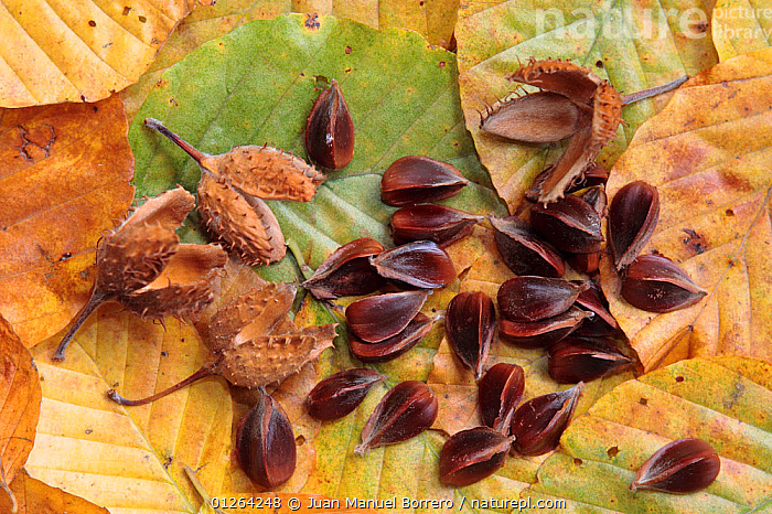 Stock photo of European beech tree (Fagus sylvatica) fruits, Spain ...