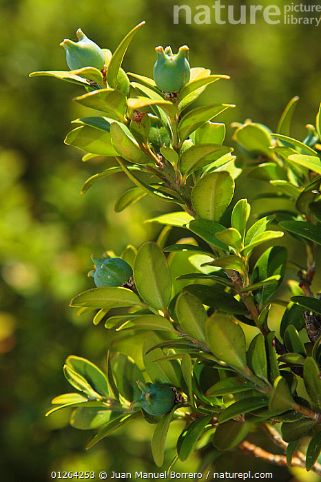 Stock photo of Box tree (Buxus sempervirens) leaves and fruit, Spain ...