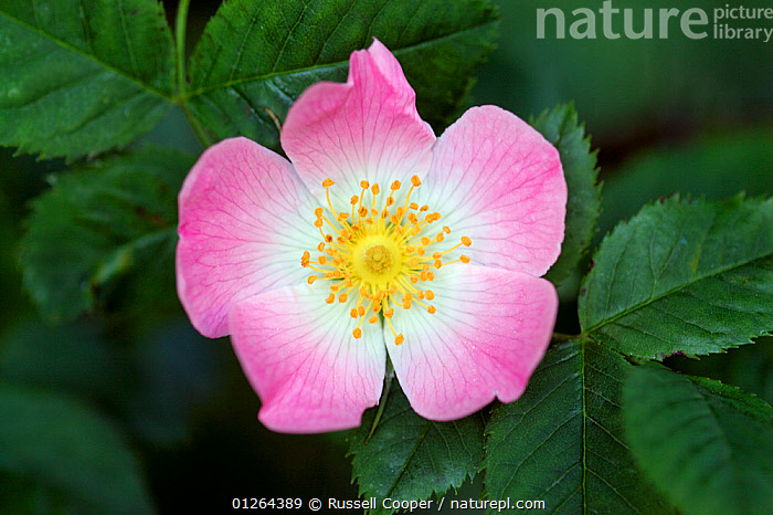 Stock photo of Dog Rose (Rosa canina) London, UK. Available for sale on ...