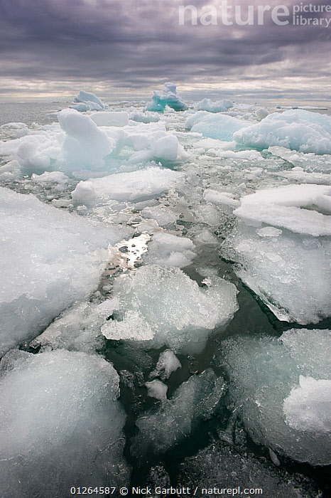 Stock photo of Brash ice off Spitsbergen, Svalbard, Arctic Norway, June ...
