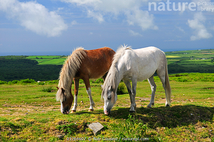 Stock photo of Ponies grazing on the Gower Peninsula, Wales, UK ...