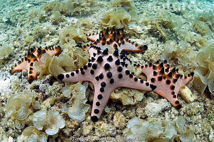 Stock photo of Chocolate chip starfish / Horned sea star (Protoreaster ...