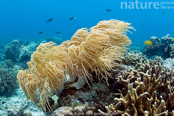 Stock photo of Soft coral (Sinularia flexibilis) in marine landscape ...