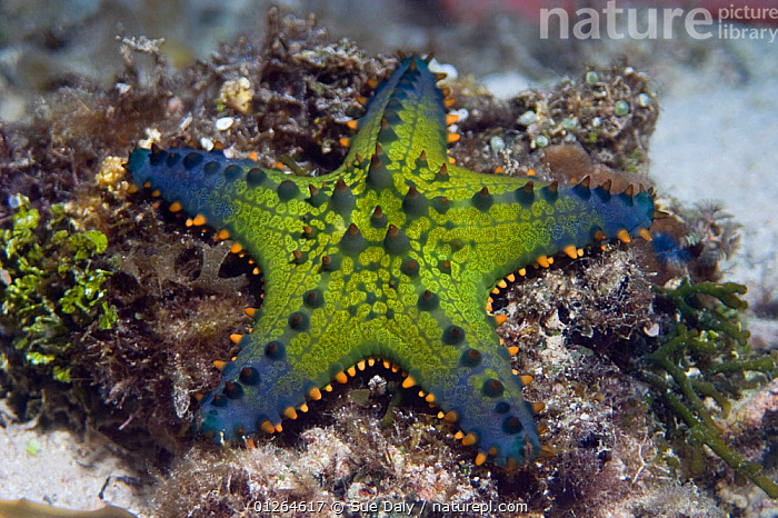 Stock photo of Starfish / Cushion sea star (Pentaceraster cf ...