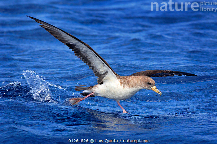 Stock photo of Cory's shearwater (Calonectris diomedea) taking off from ...