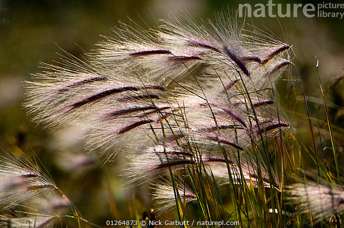 Stock photo of Fox-tail Grass (Alopecurus sp) in flower, blowing in the ...