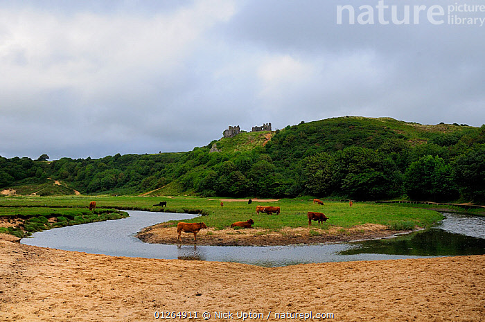 Stock photo of Meandering Pennard Pill stream and cattle overlooked by ...