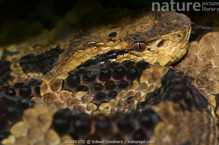 Stock photo of Jumping Viper {Atropoides / Bothrops nummifer} head ...