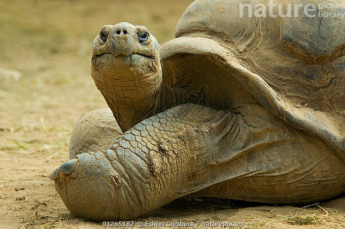 Stock photo of Galapagos giant tortoise {Geochelone elephantopus ...