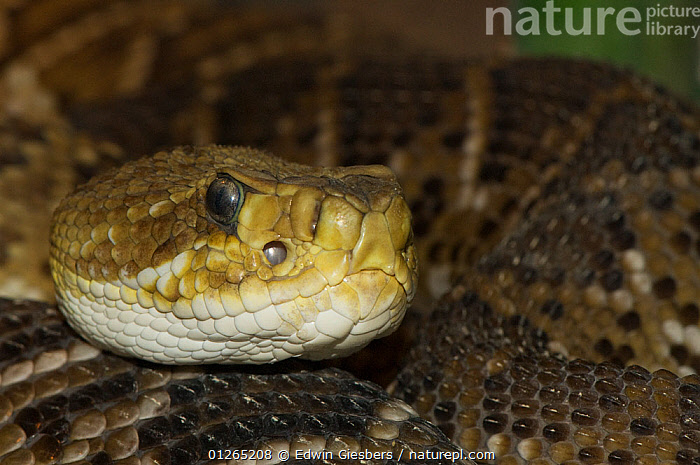 Stock photo of Mexican West Coast Rattle Snake {Crotalus basiliscus ...