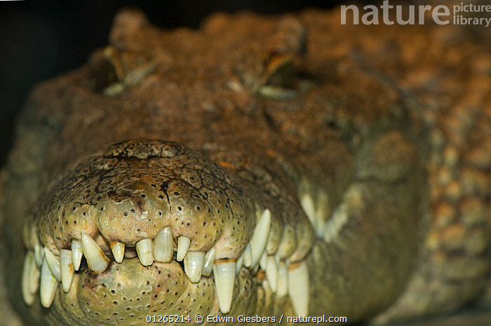 Stock photo of Nile crocodile {Crocodylus niloticus} close up of ...