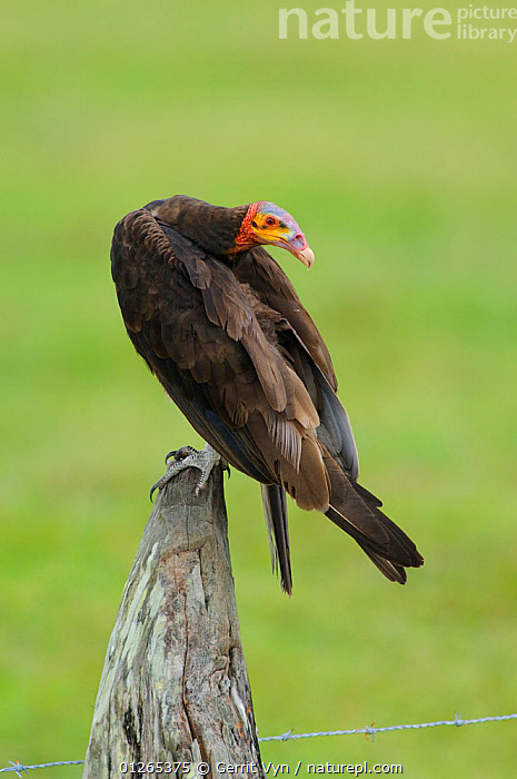 Stock photo of Adult Lesser Yellow-headed Vulture (Cathartes ...