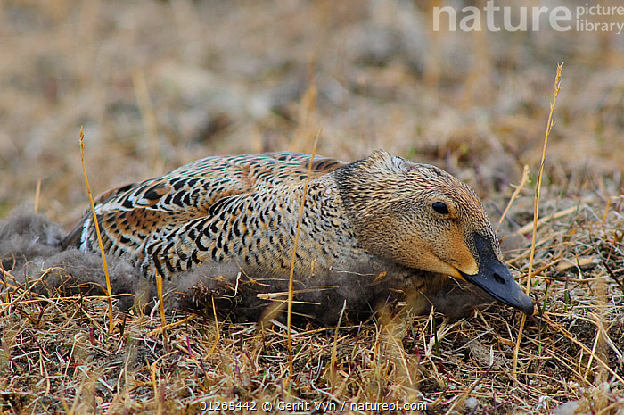 Stock photo of Incubating adult female King Eider (Somateria ...