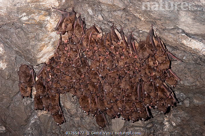 Stock photo of Indiana Bat (Myotis sodalis) large flock infected with ...
