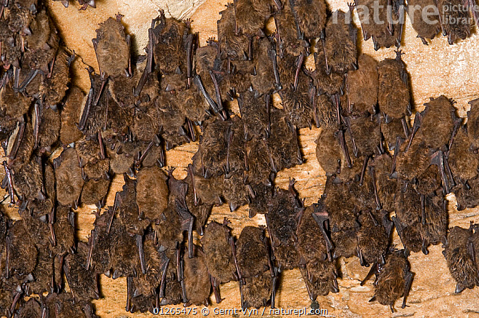 Stock photo of Little brown Bats (Myotis lucifugus) hibernating in Aeolus Cave…. Available for ...