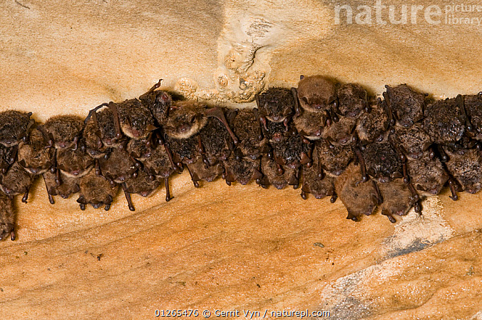 Stock photo of Little brown Bats (Myotis lucifugus) hibernating in ...