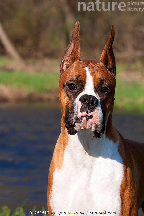 Stock photo of Domestic dog, Boxer, male with cropped ears, portrait ...
