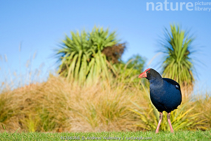 Stock photo of Pukeko (Porphyrio porphyrio) with native Cabbage trees ...