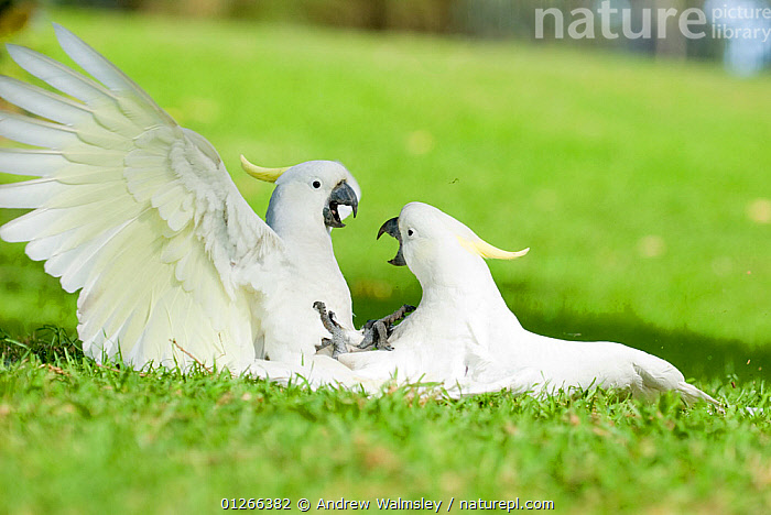 Stock photo of Two Sulphur crested cockatoos (Cacatua galerita ...
