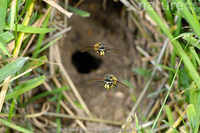 Stock photo of Common Wasps {Vespula vulgaris} flying from underground ...