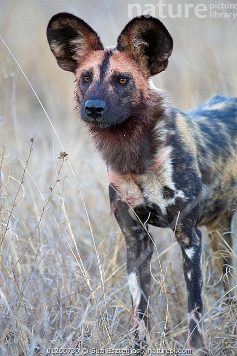 Stock photo of African wild dog (Lycaon pictus) portrait, Mala Mala ...