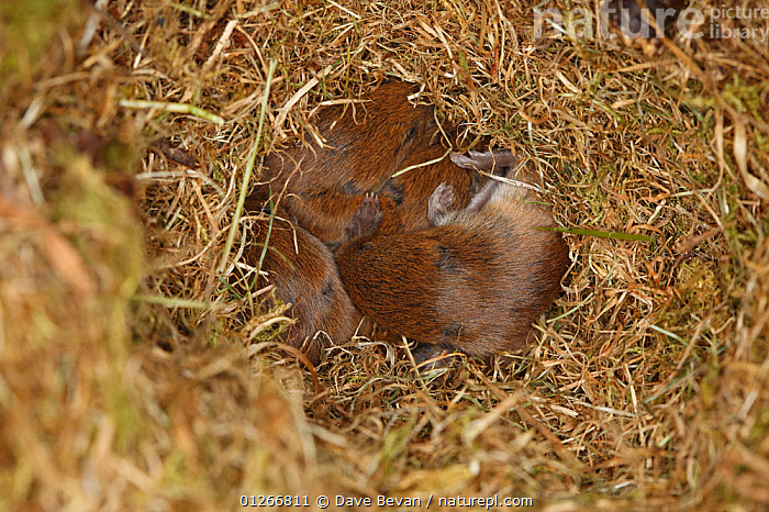 Stock photo of Short tailed field vole (Microtus agrestis) nest full of ...
