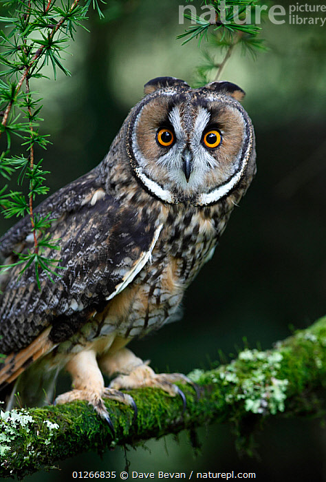 Stock photo of Long eared owl (Asio otus) perching in larch tree, Wales ...