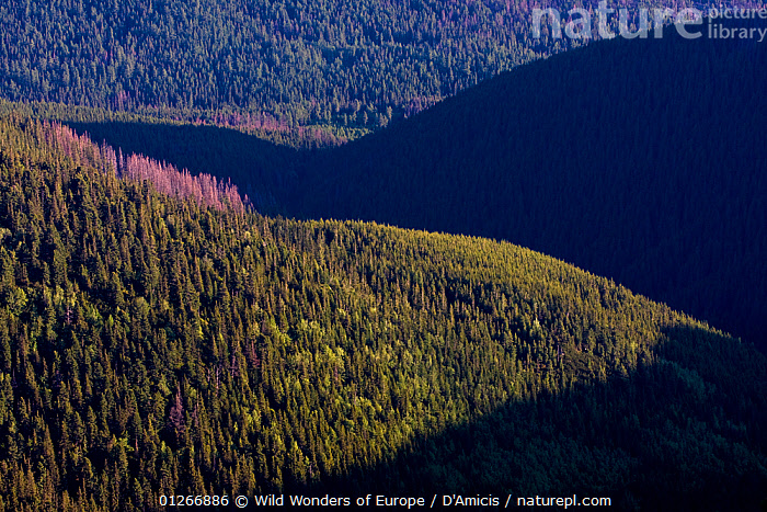 Stock photo of Old mountain forest with Norway spruce (Picea abies) and ...